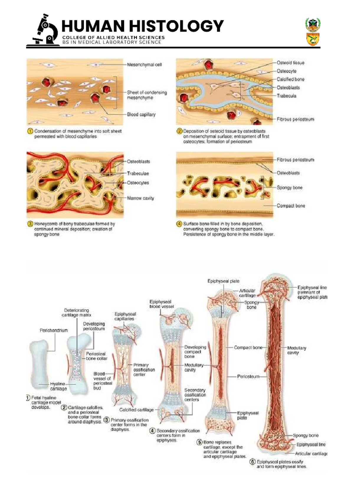 HUMAN HISTOLOGY: Bone Development Illustrations (BS MLS) - Studocu