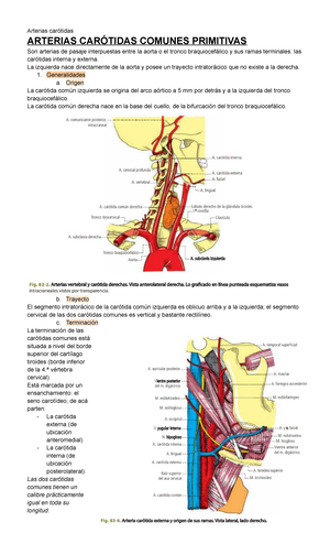 Latarjet Cap. 87 - Sistema de la vena cava superior - Sistema de la ...