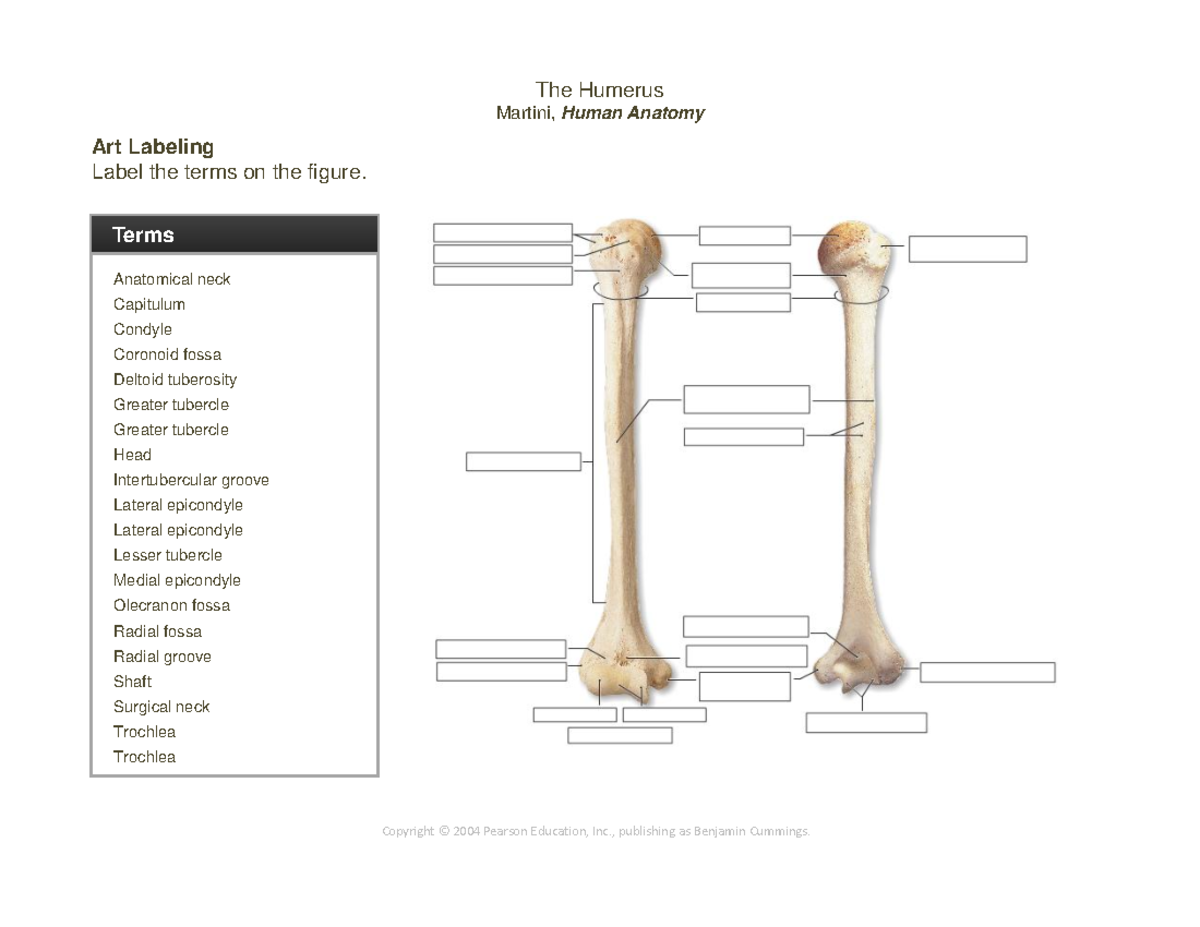 7 The Humerus - Anatomical Labeling Guide - Studocu