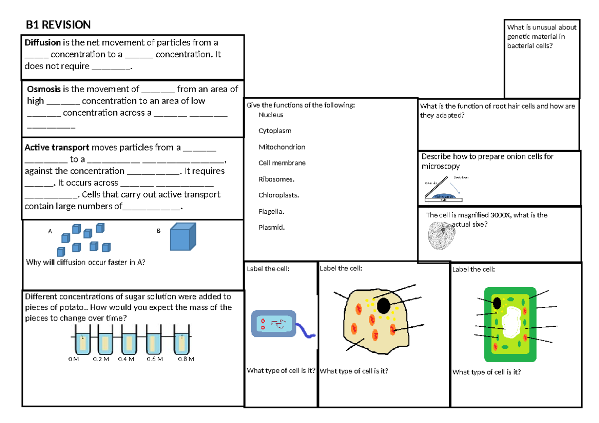 Summer exam revision B1 and B2 sheets together - Label the cell: What ...