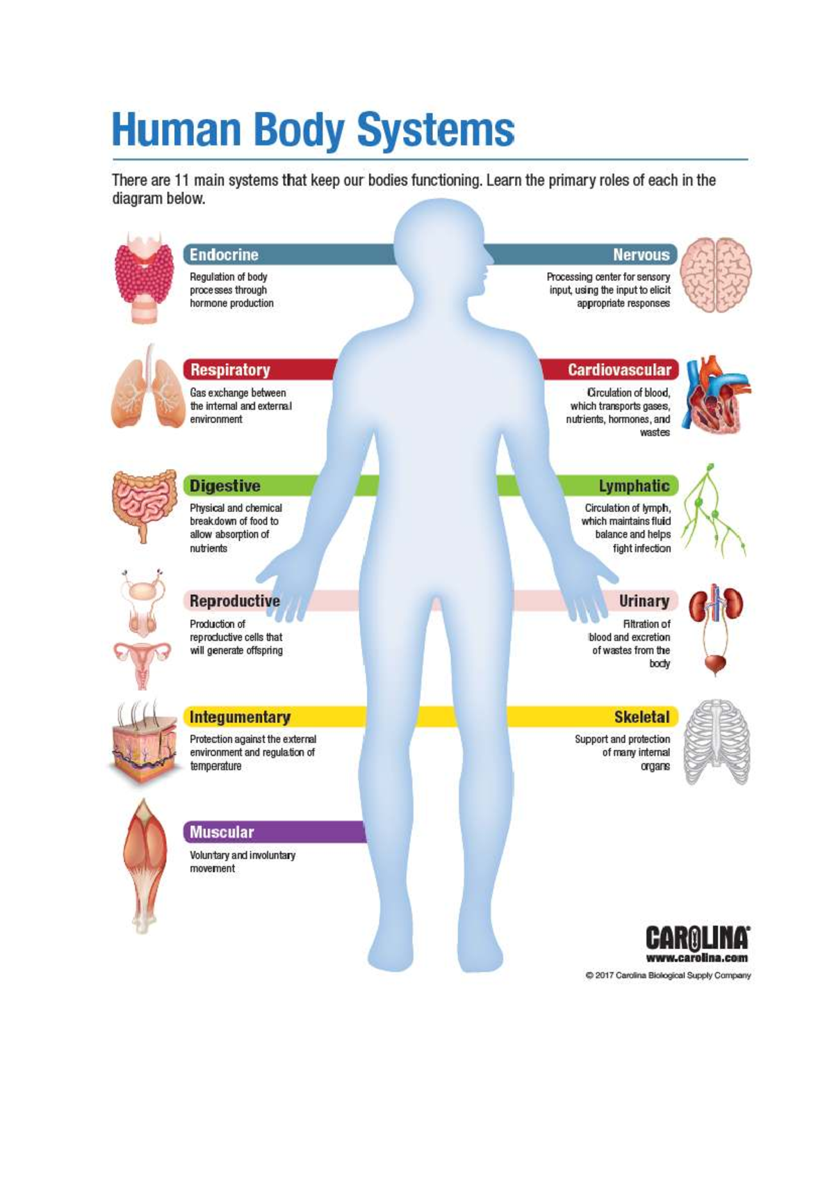 Body Systems Infographics and Interrelationships (BIO 101) - Studocu