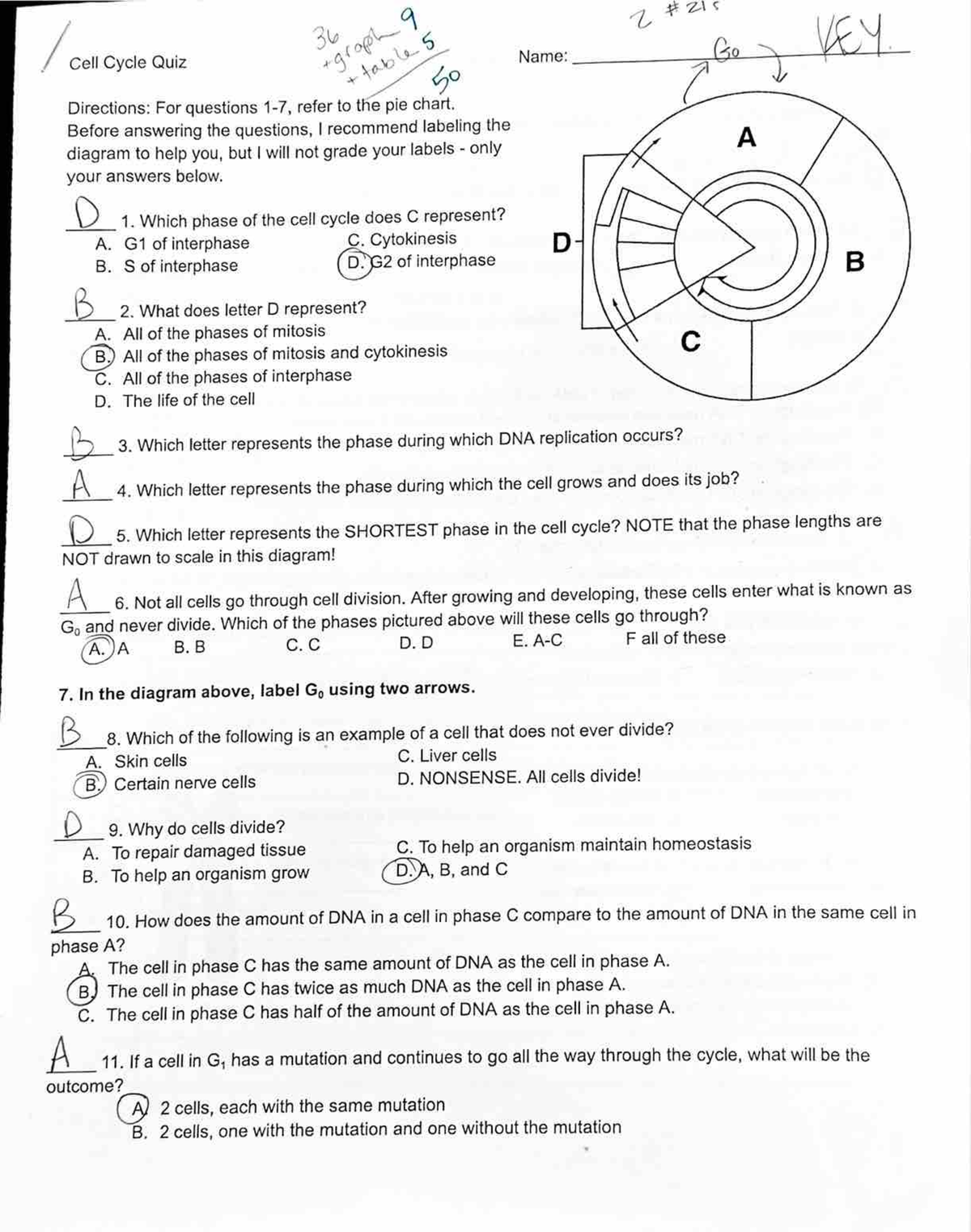 Biology 101 - Cell Cycle Quiz (Key Included) - Studocu