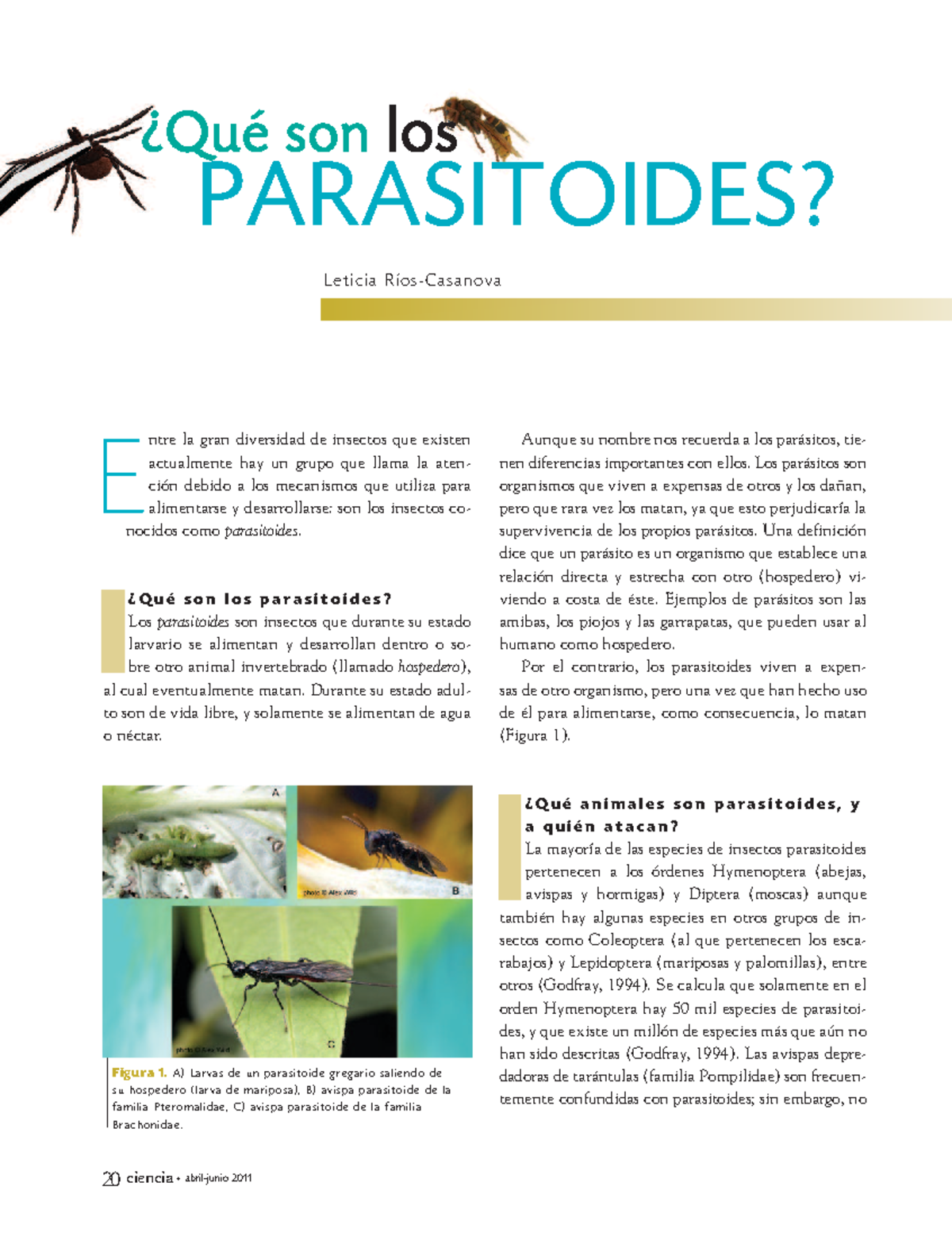 05 Que Son Parasitoides - ntre la gran diversidad de insectos que ...