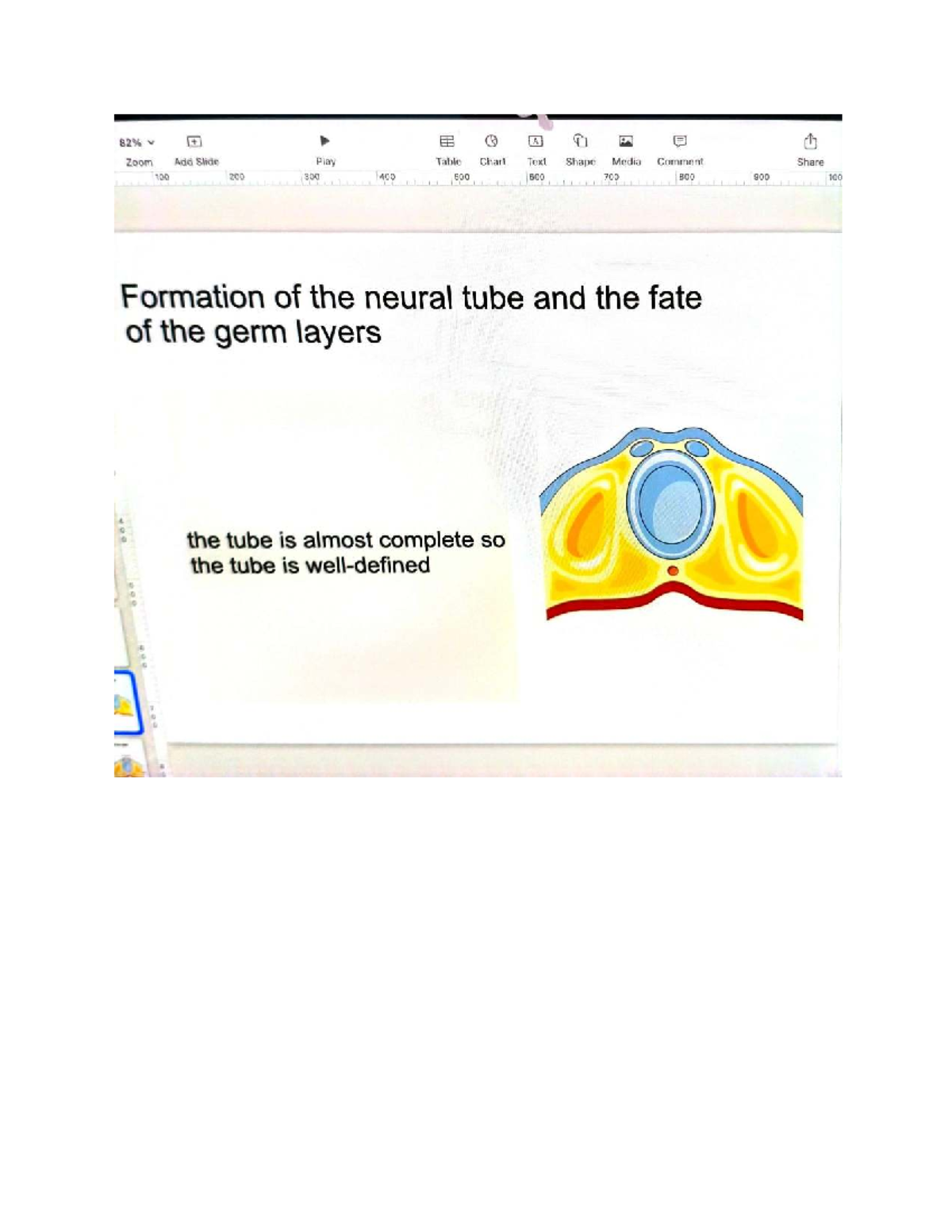 Fertilization and Neural Tube Development - IZ Lecture Notes - Studocu