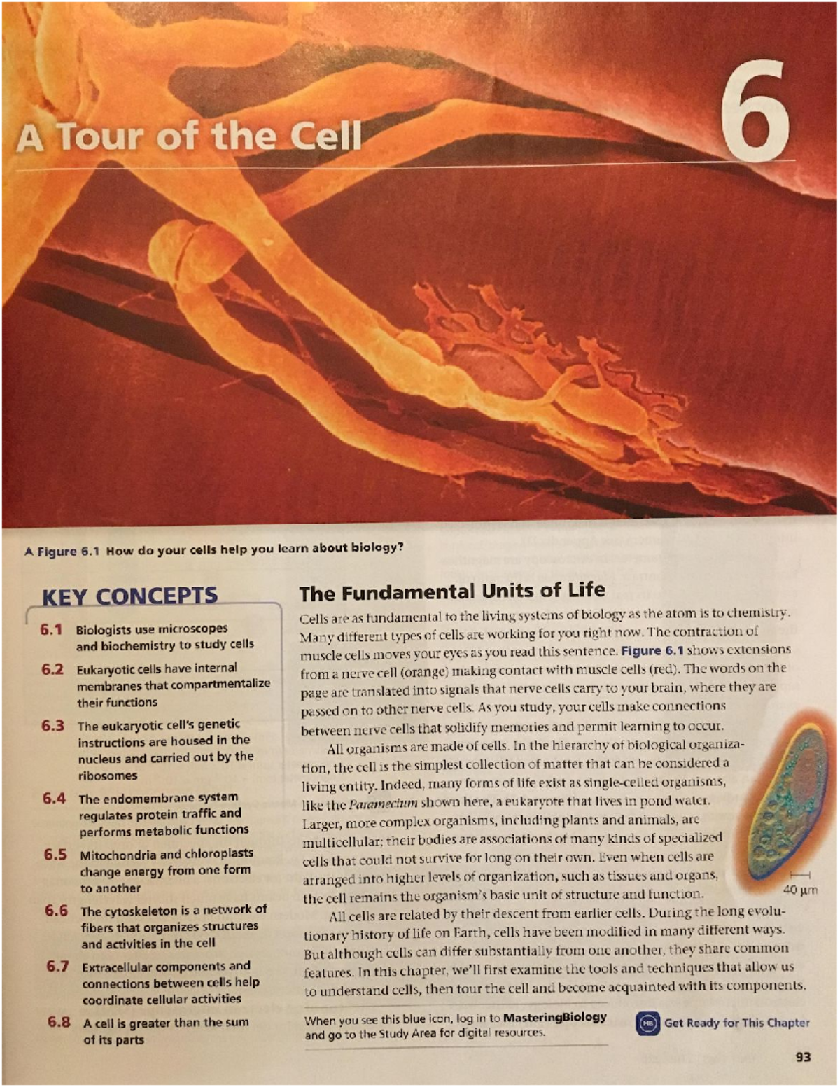 Chapter 6: A Tour of the Cell - Key Concepts and Overview - Studocu
