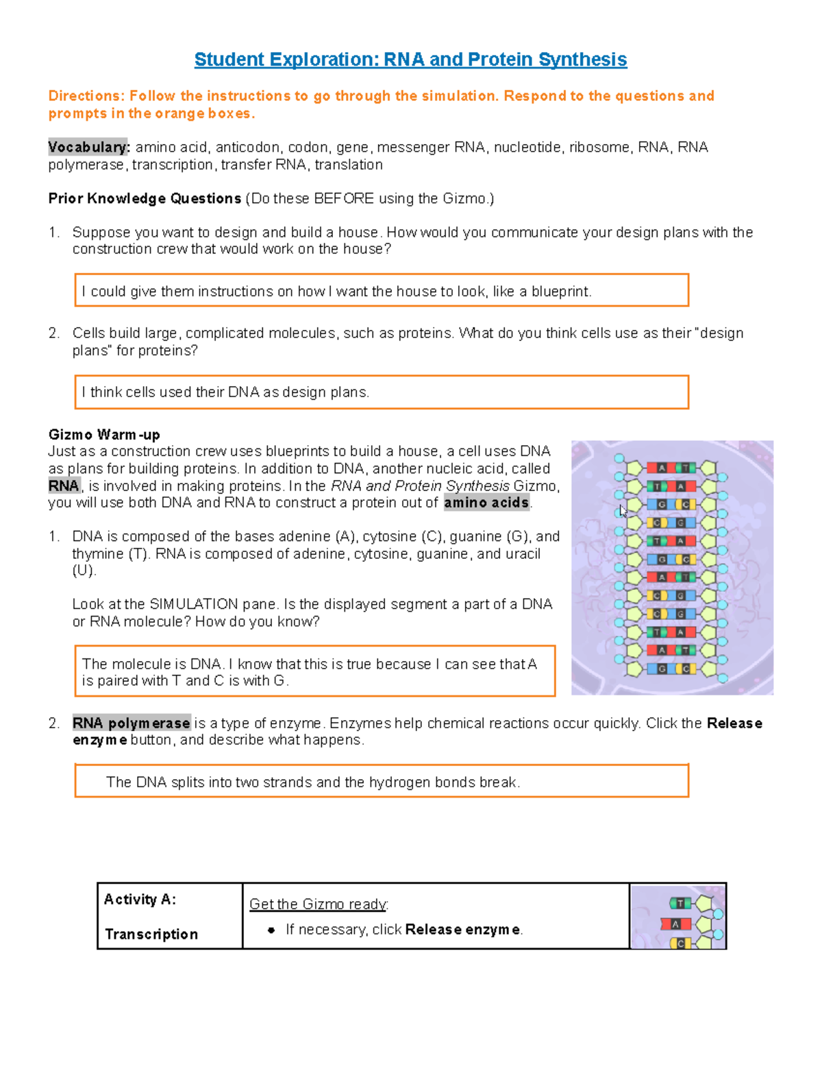 Protein Synthesis Gizmo - Student Exploration: RNA and Protein ...
