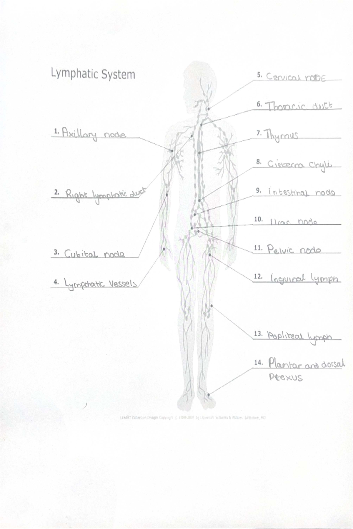 Lymphatic System Assignment: Key Structures and Functions - Studocu