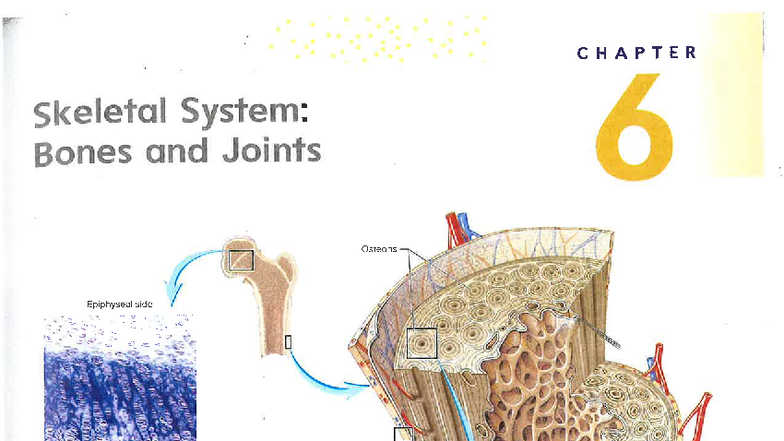 CHAPTER 6: Skeletal System - Bones, Joints, and Histology - Studocu