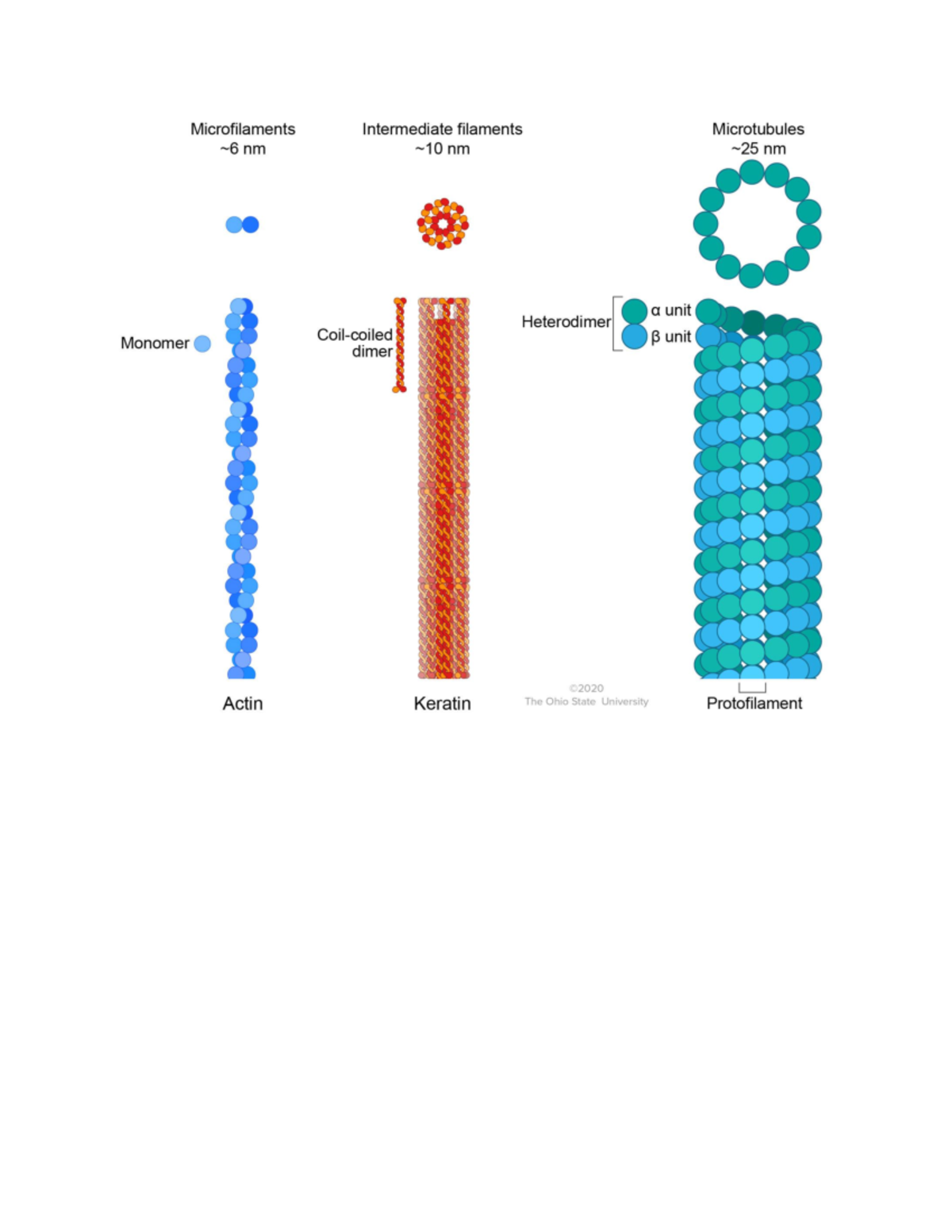 Citoscheletul - Celula umană - anatomie - Microfilaments Intermediate ...