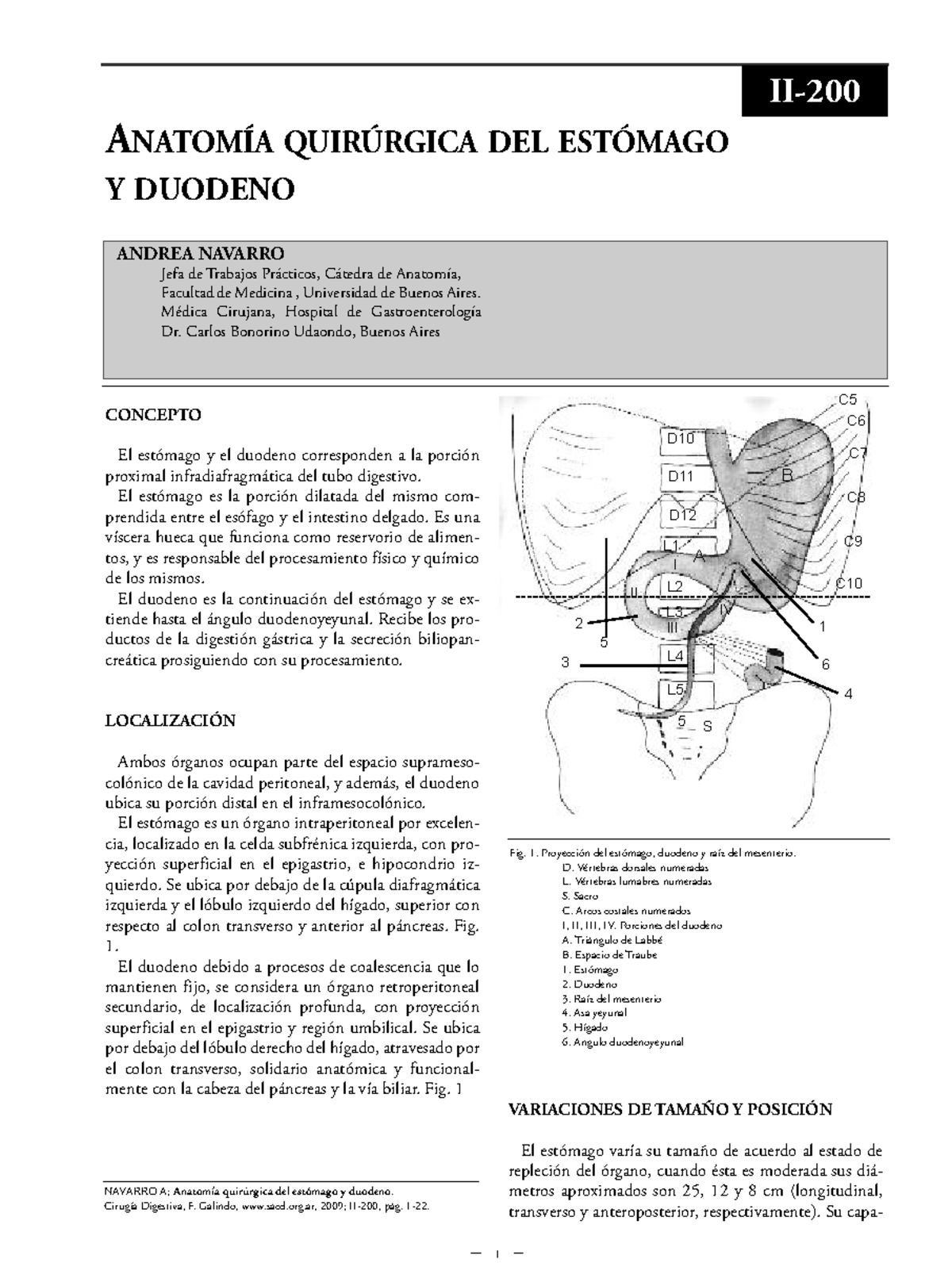 Anatomía Quirúrgica del Estómago y Duodeno - C5 C6 D10 D11 D12 - Studocu