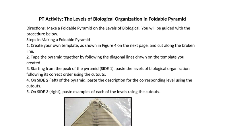 PT Activity: Creating a Foldable Pyramid of Biological Levels - Studocu