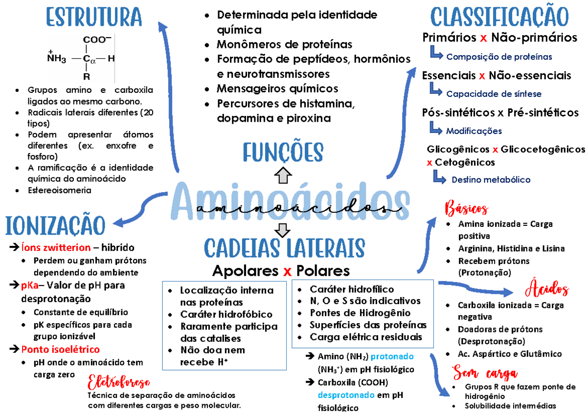 Mapa mental - Aminoacidos - • Grupos amino e carboxila ligados ao mesmo ...