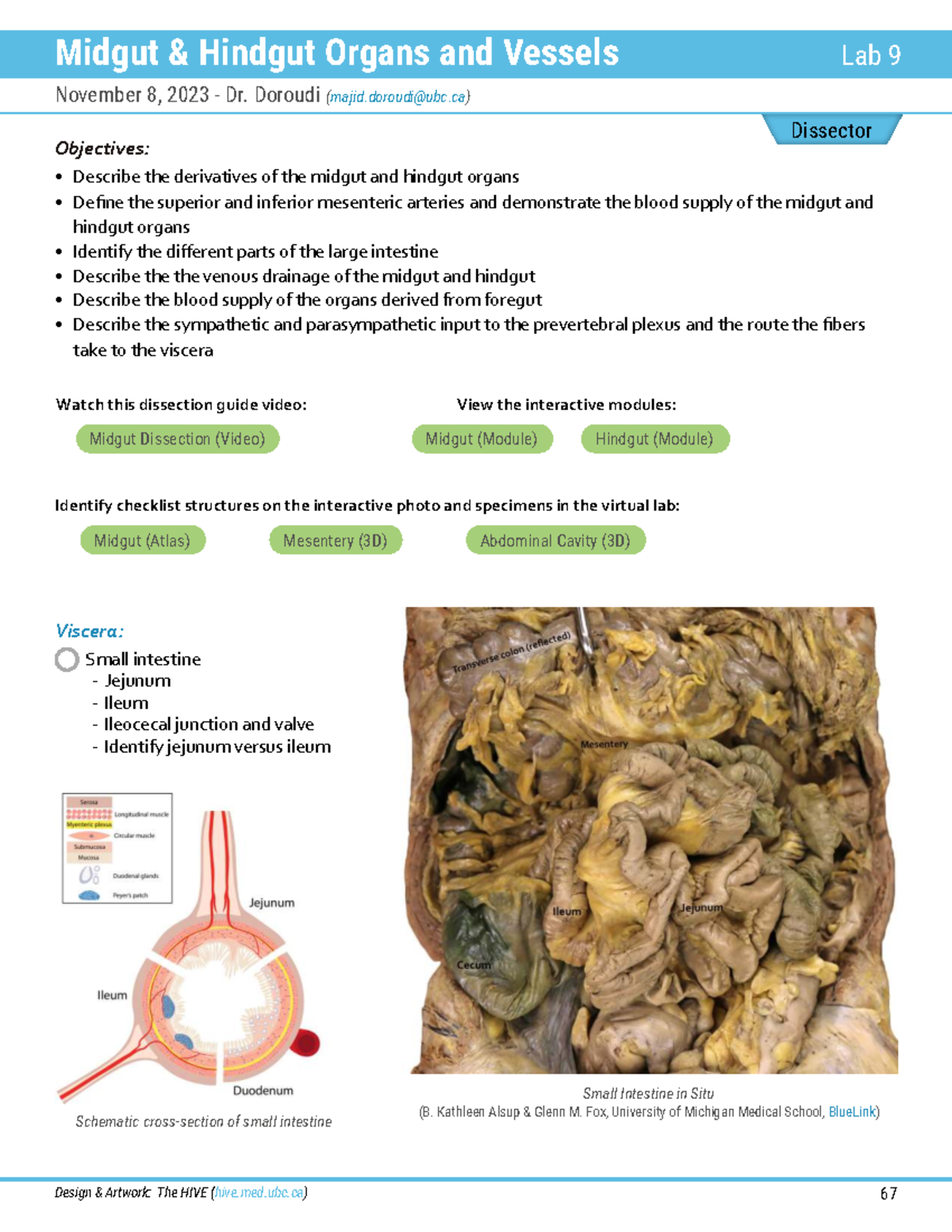 Midgut and Hindgut Organs Lab 9 (MEDD 422) - Dissection Guide - Studocu
