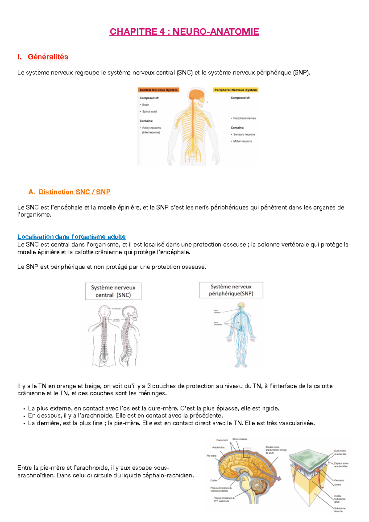 Chapitre 4 : Neuro-anatomie Système Nerveux Central et Périphérique ...