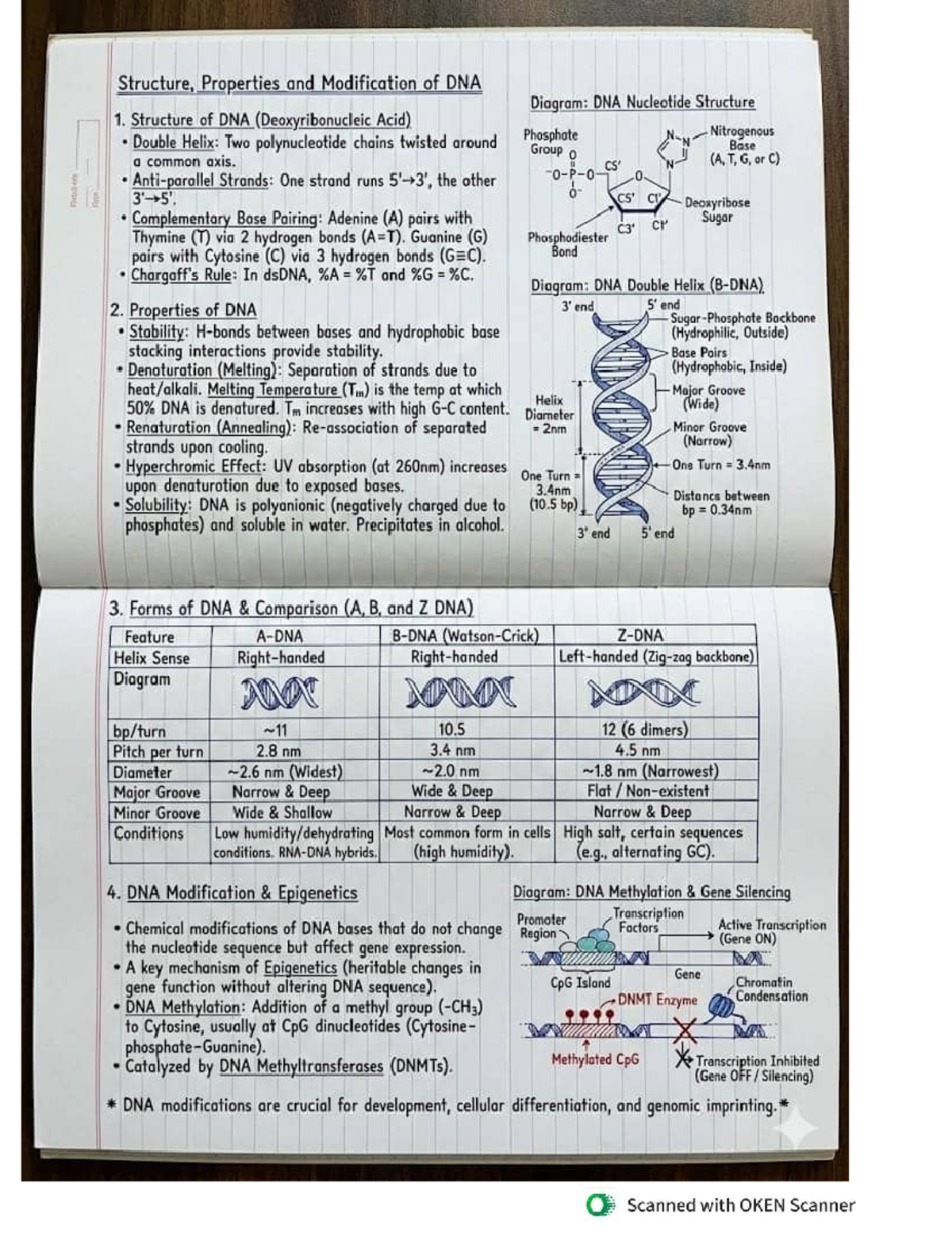 Molecular Genetics: Structure, Properties, and Functions of DNA (BIO101 ...