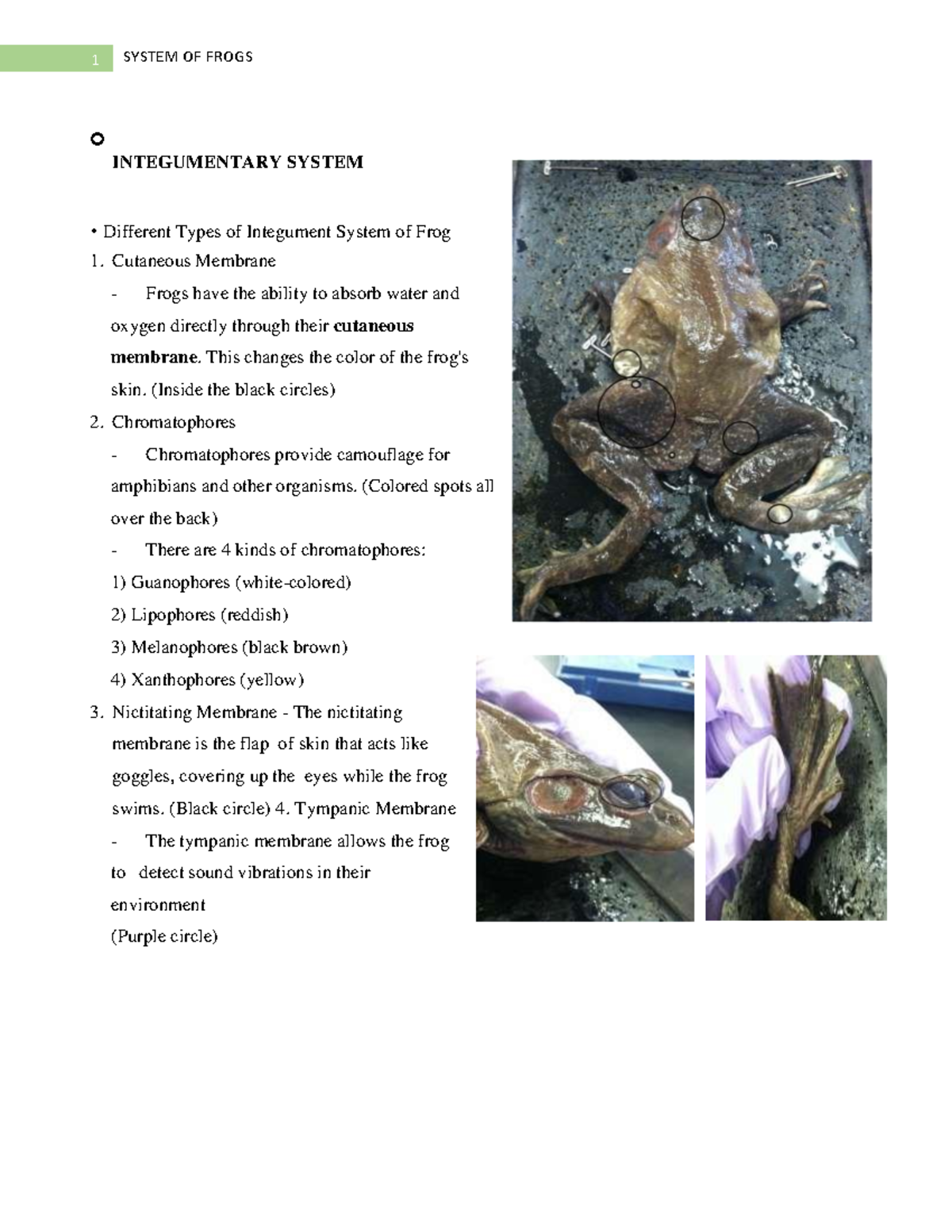 Chordata: Anatomy and Physiology of Frogs' Body Systems - Studocu