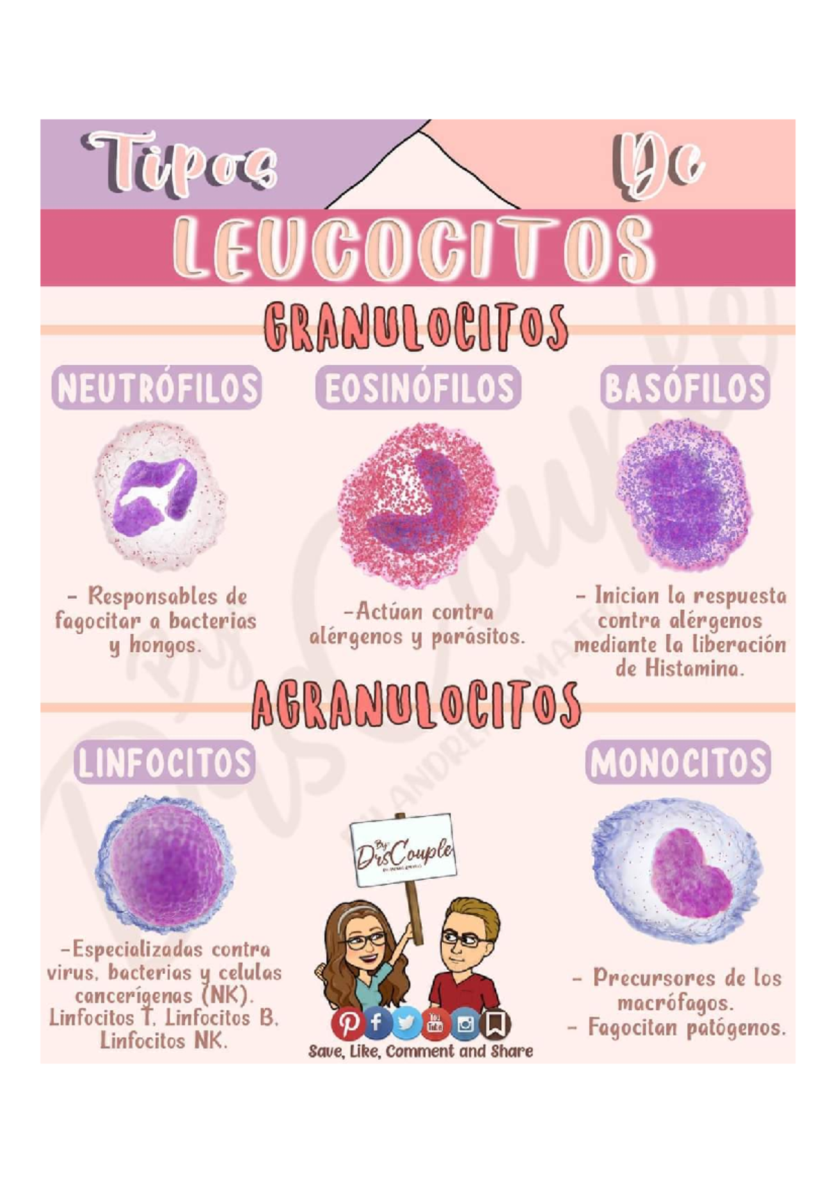 Leucocitos - leucocito y sus funciones - Fisiología Humana I - Studocu