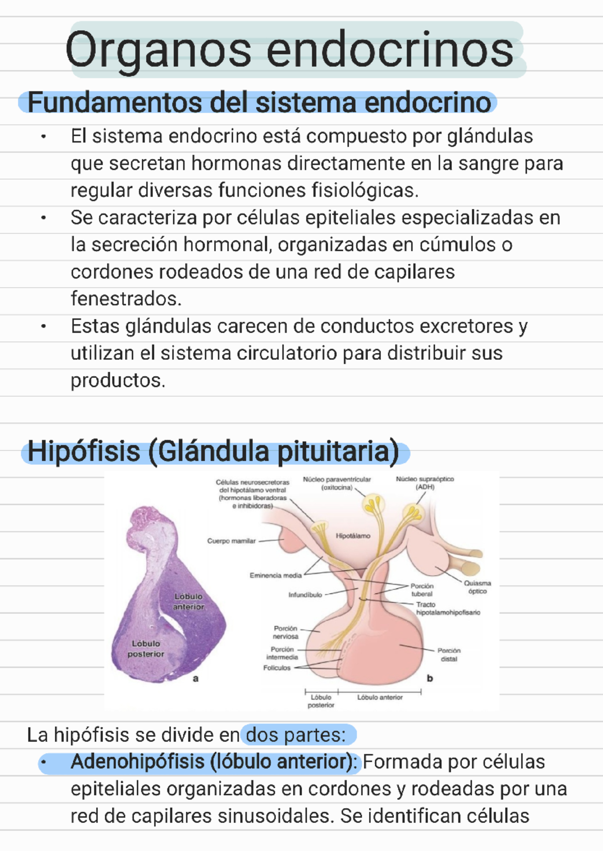 Resumen endocrino 250206 171233 - Organos endocrinos Fundamentos del ...