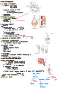 01:119:116 - Rutgers - General Biology II - Studocu