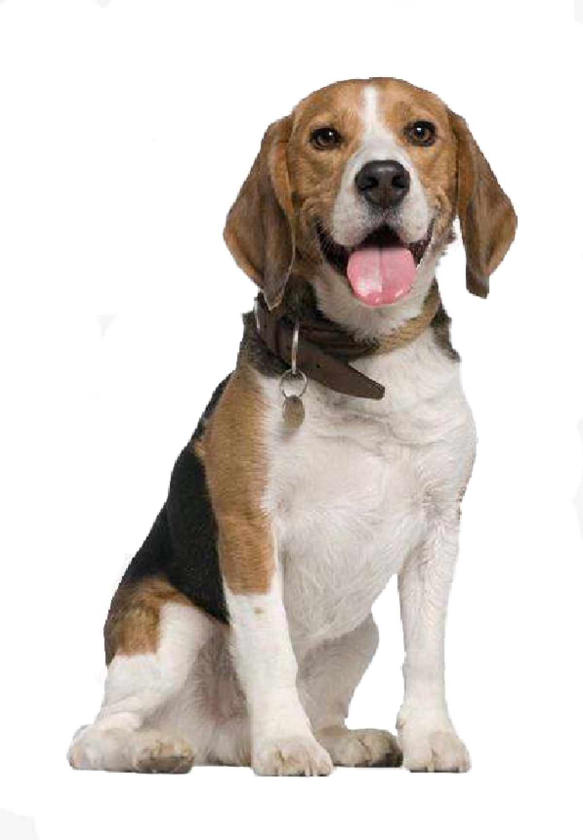 Kopek - gtgtgtg - Geography SL - M - Studocu