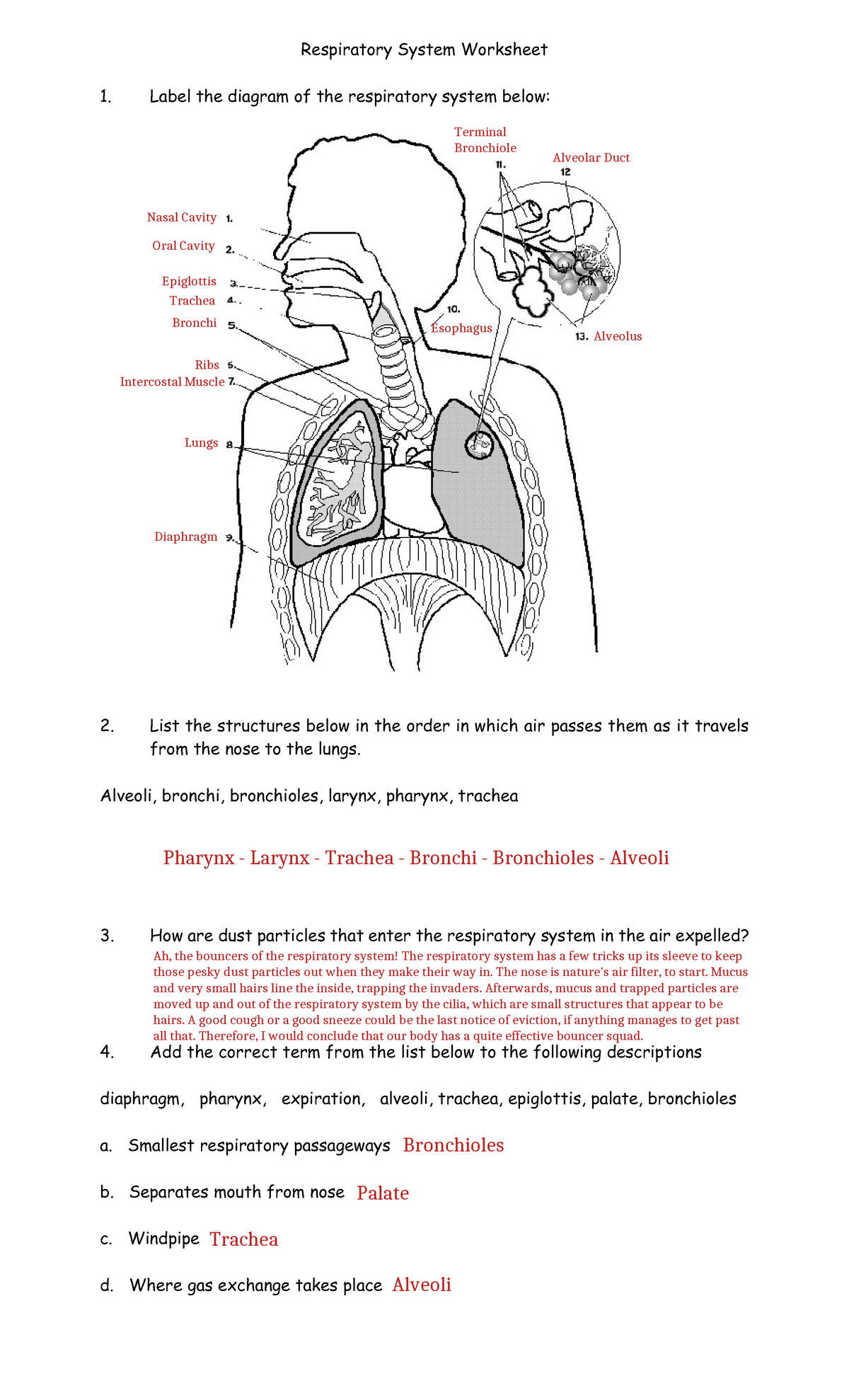 Respiratory System Worksheet: Structures, Functions, and Diagram - Studocu