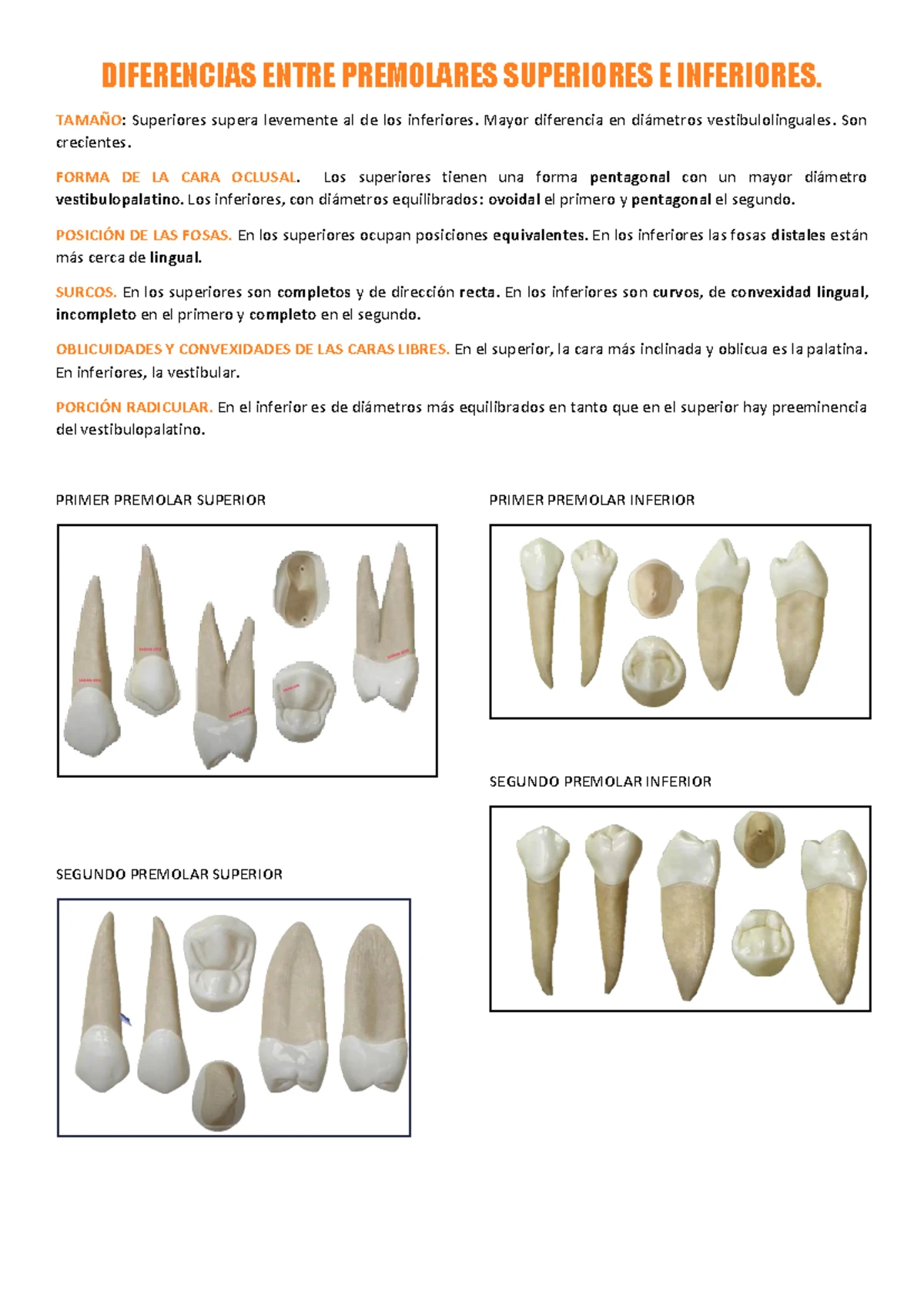 Molares superiores e inferirores. Anatomia dentaria - DIFERENCIAS ENTRE PREMOLARES SUPERIORES E ...