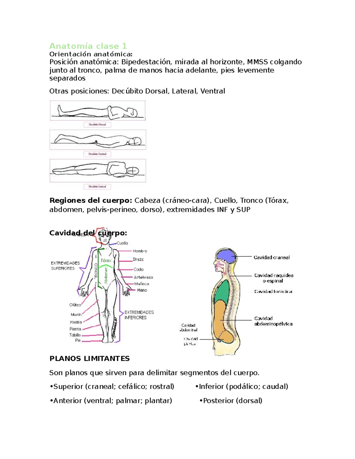 Anatomía Clase 1: Generalidades y Posiciones Básicas - Studocu