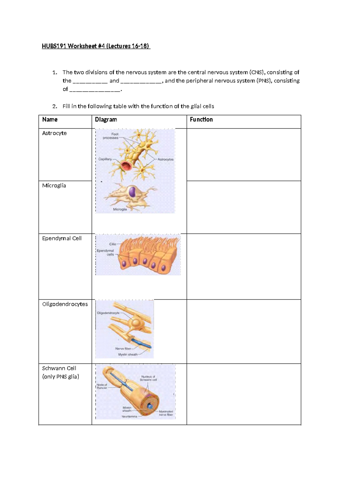 HUBS191 Worksheet: Nervous System Anatomy & Action Potentials Summary ...