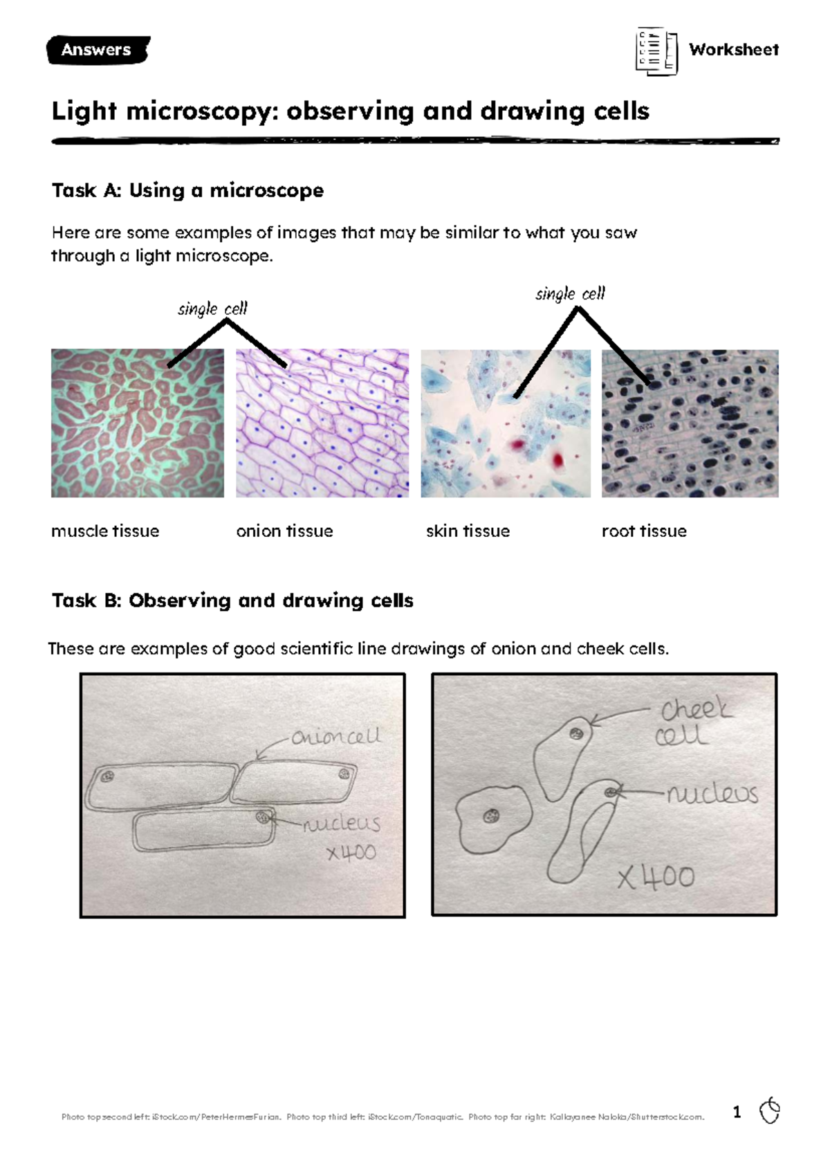 Light Microscopy Worksheet Answers: Observing & Drawing Cells - Studocu