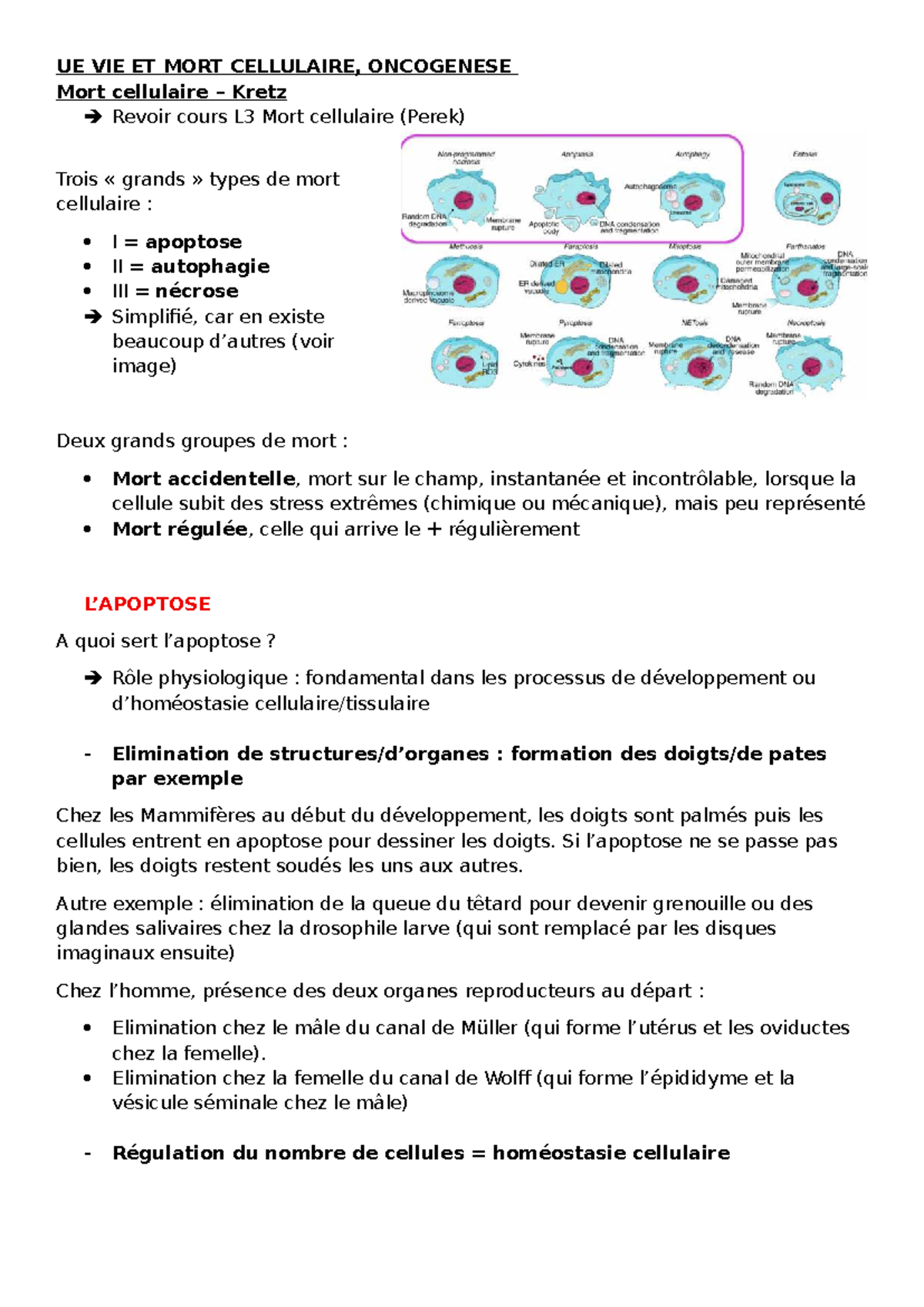 UE L3 - Mort Cellulaire : Apoptose, Autophagie et Nécrose - Studocu