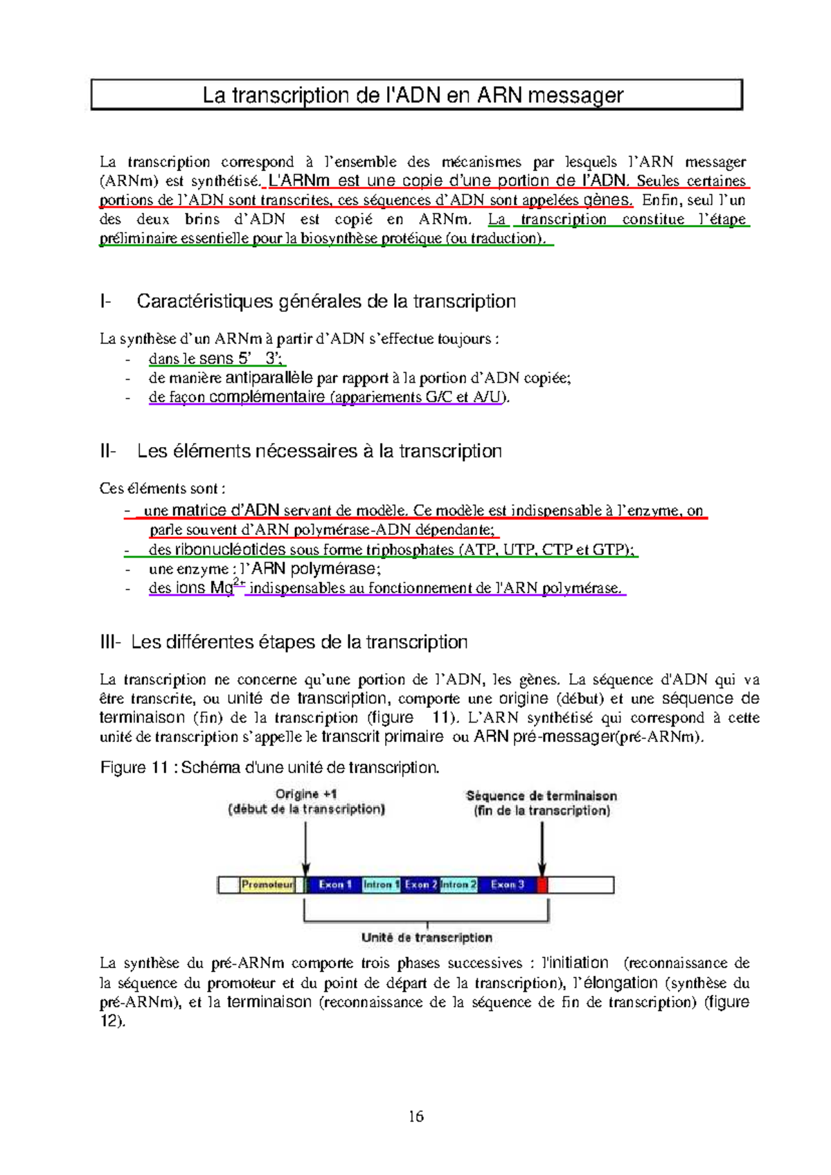 Cours sur la Transcription et Traduction de l'ARN - Biologie 101 - Studocu