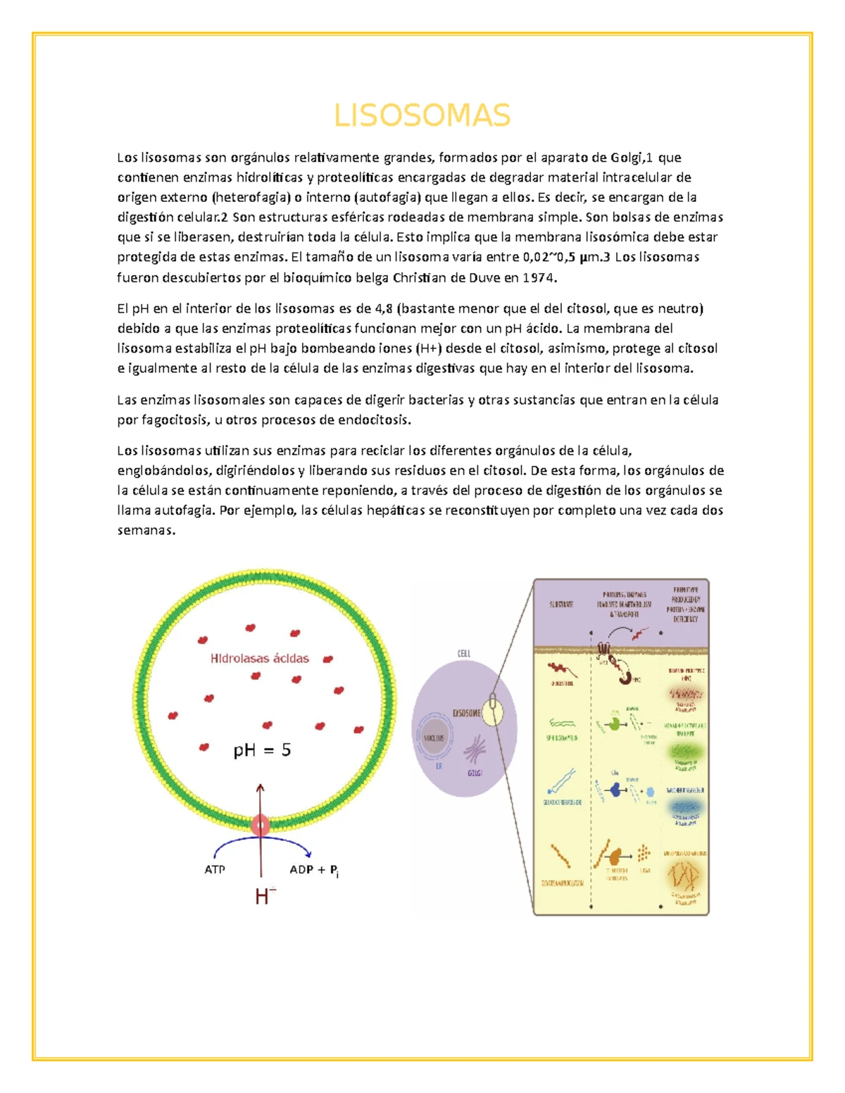 Cuadro Comparativo de Células Eucariotas y Procariotas: Claves ...