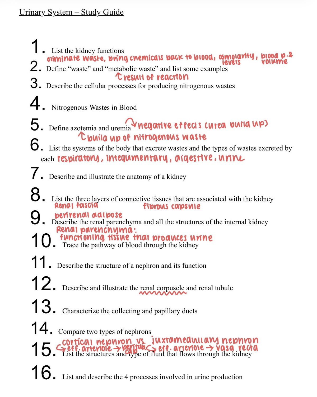 Urinary System Study Guide: Kidney Functions & Anatomy - Studocu