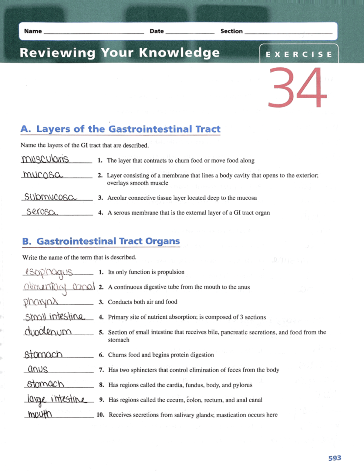 Digestive System Lab Review: CH 34 Knowledge Check - Studocu