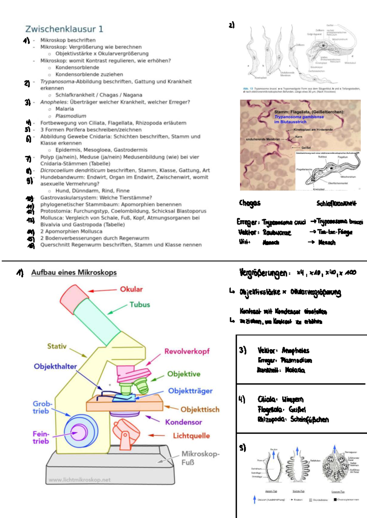 Orgform Fragen - WiSe 2025/2026: Chagas, Schlafkrankheit & Protozoen ...