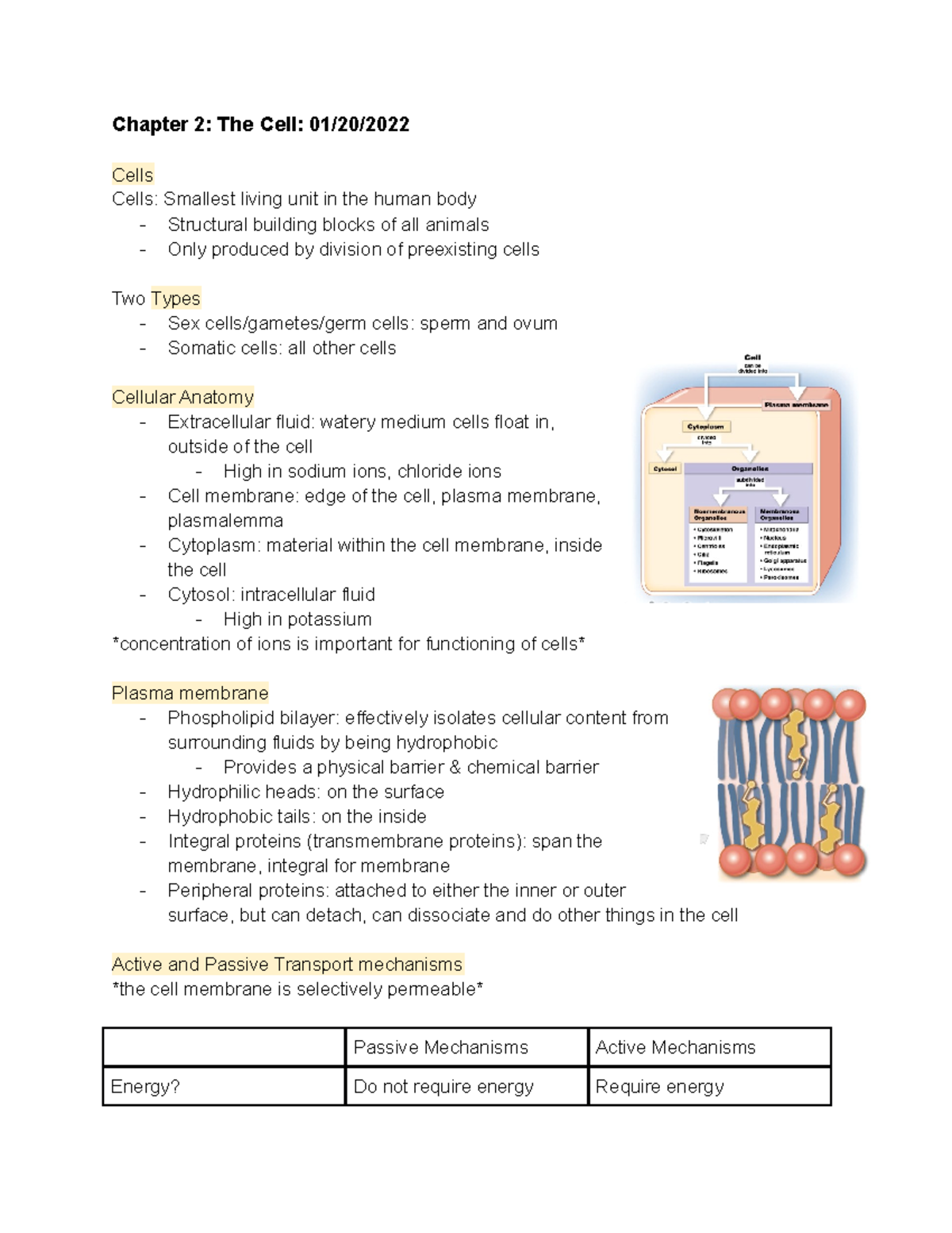 Chapter 2 The Cell 01 20 2022 - Chapter 2: The Cell: 01/20/ Cells Cells ...