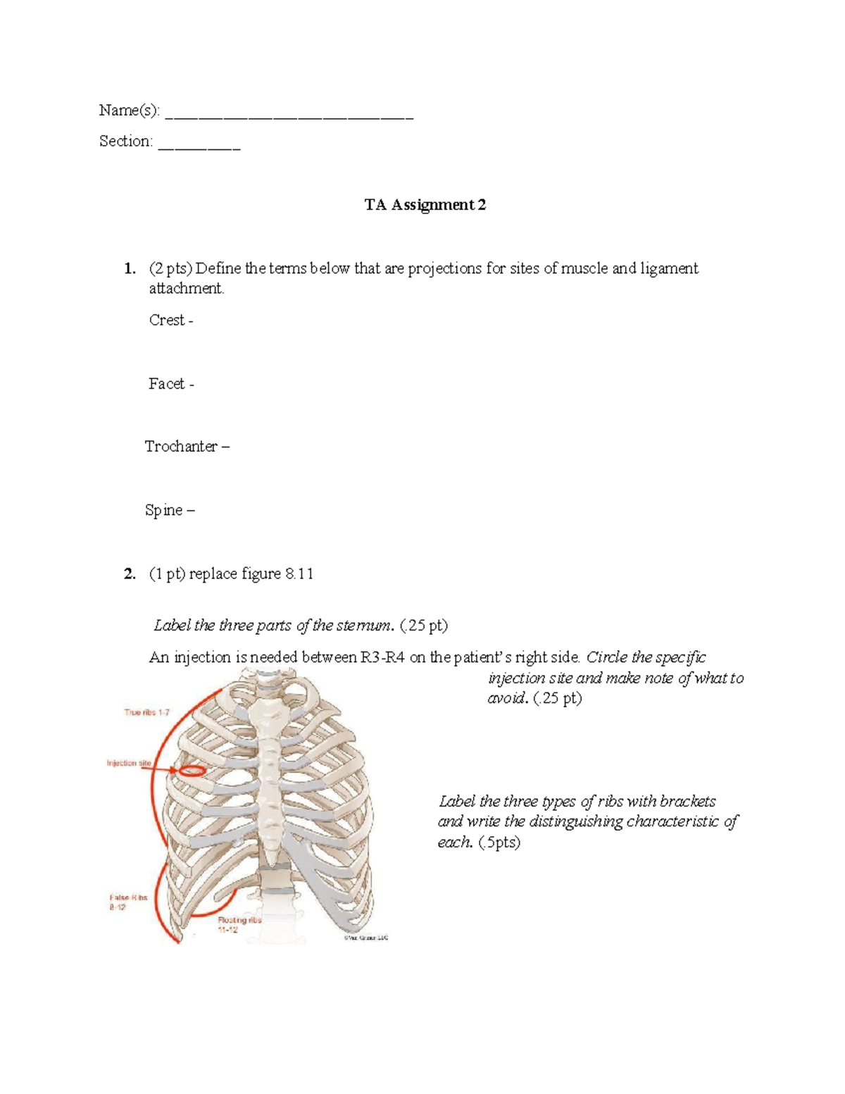 Bio 319 TA Assignment 2: Muscle & Ligament Attachments and Bone ...
