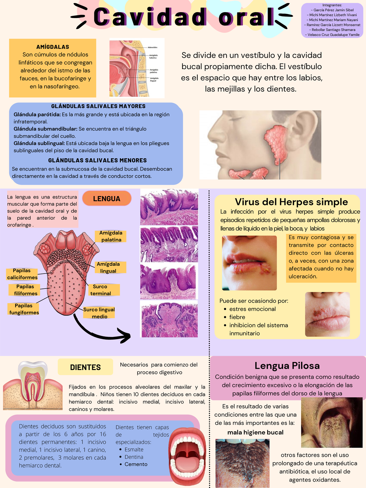 Infografía sobre la Cavidad Oral y sus Estructuras Principales - Studocu