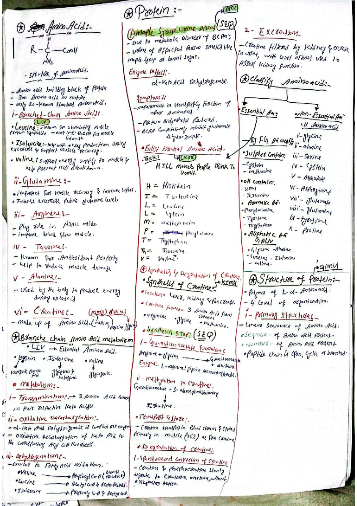 Protein Metabolism & Disorders: Comprehensive Notes (BIO 101) - Studocu