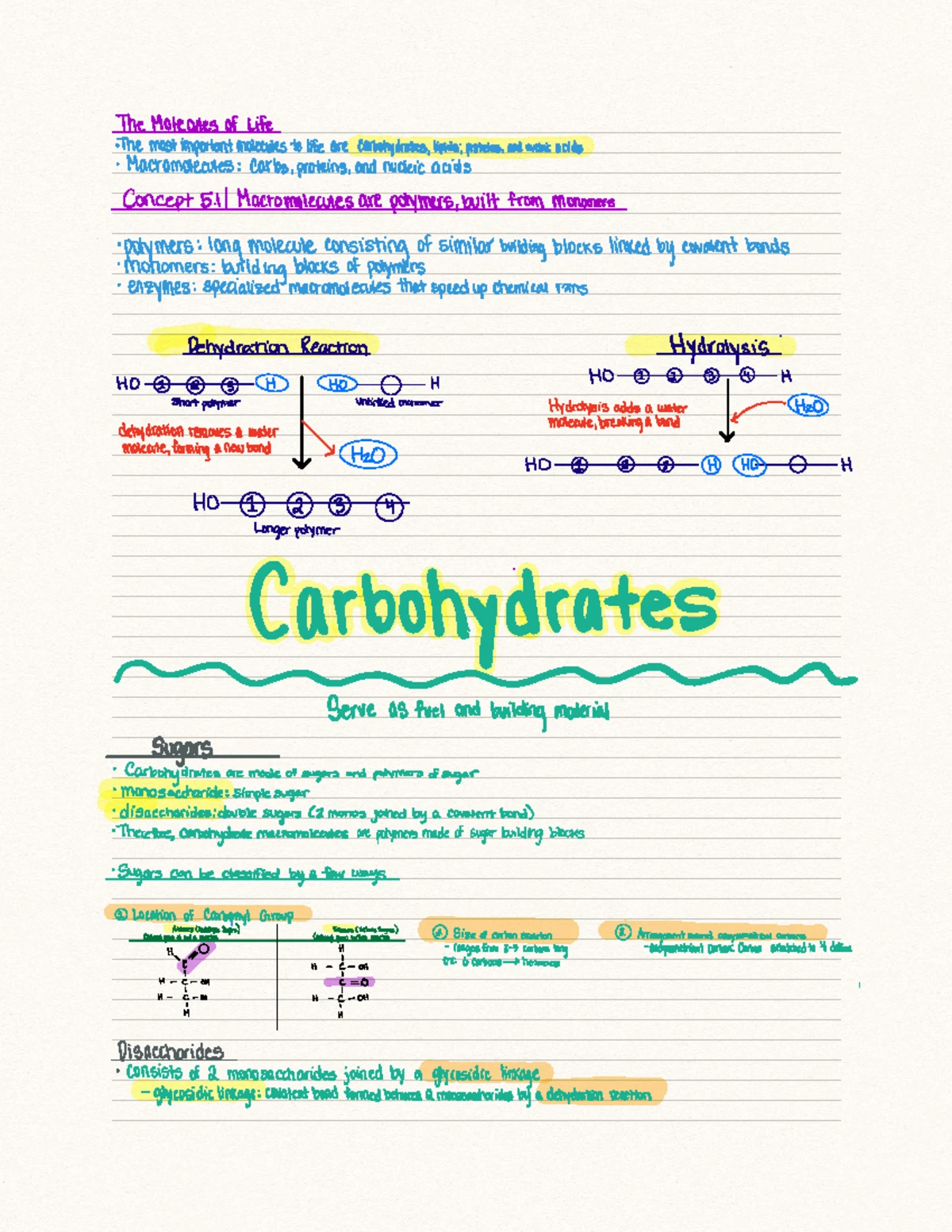 The sequence of nucleotides - In DNA, the sequence of nucleotides ...