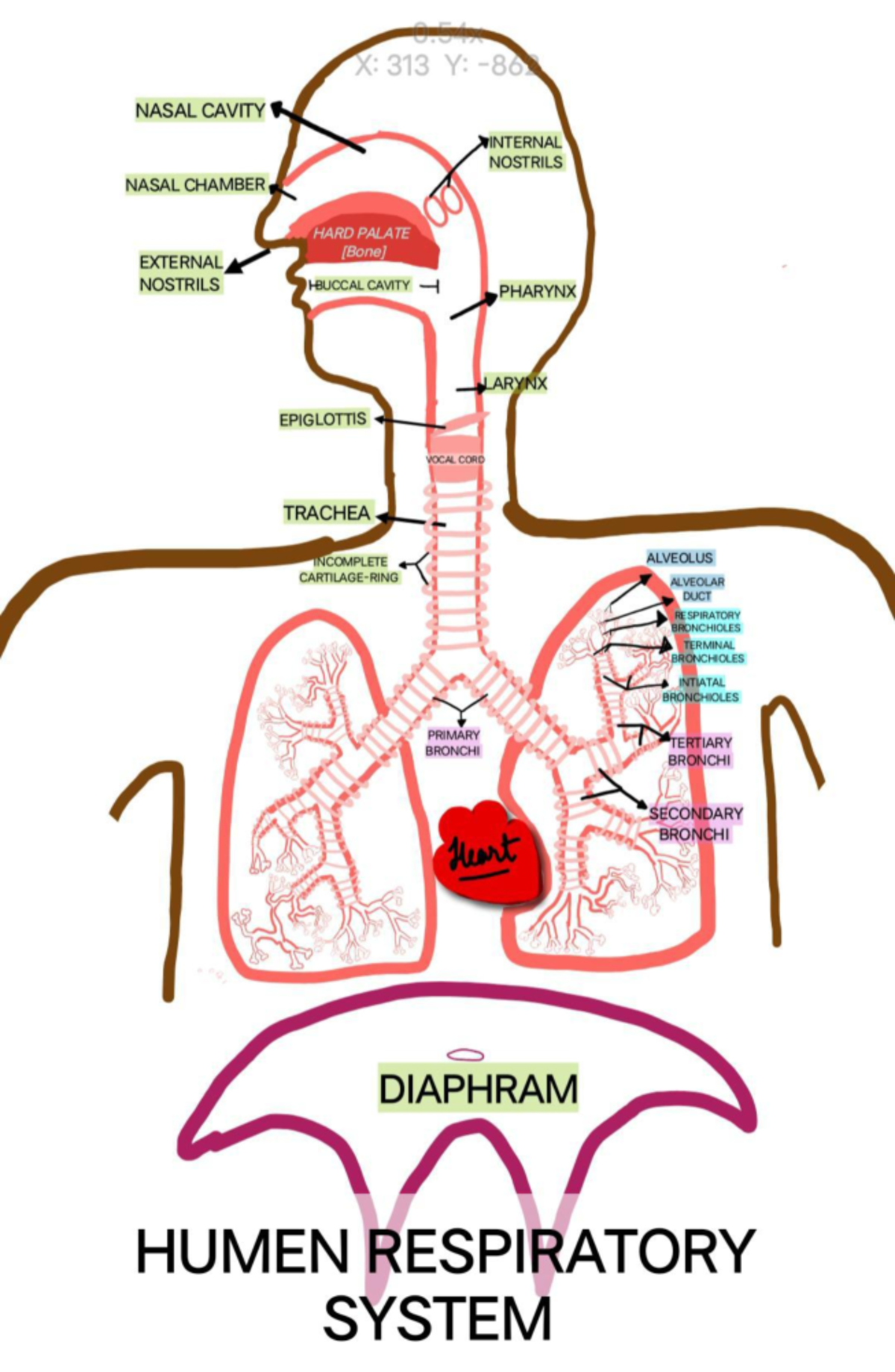 Human physiology- NASAL CAVITY NASAL CHAMBER X 313 Y: - INTERNAL ...