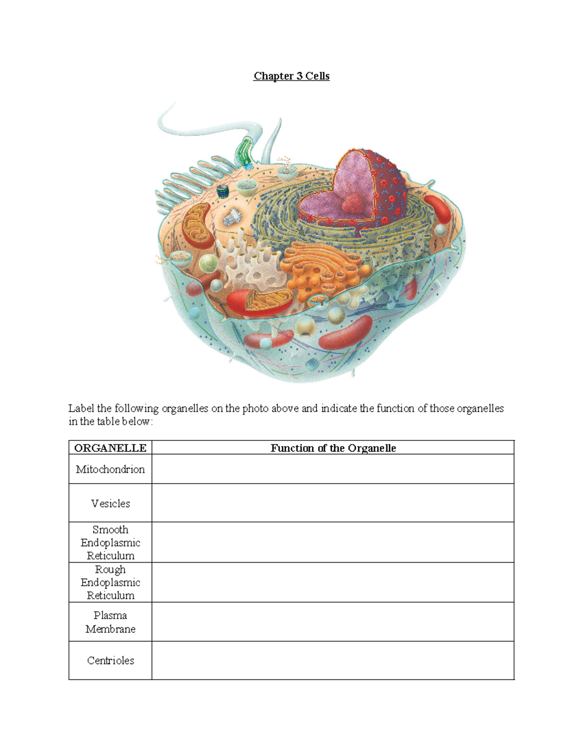 CH. 3 - Cells Organelle Functions & Cell Cycle Overview - Studocu