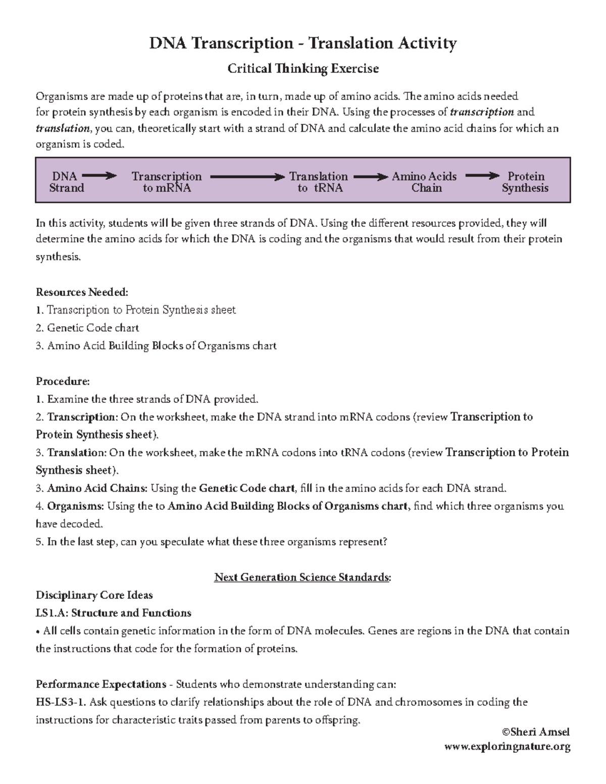 Transcription Translation Activity - DNA Transcription - Translation ...
