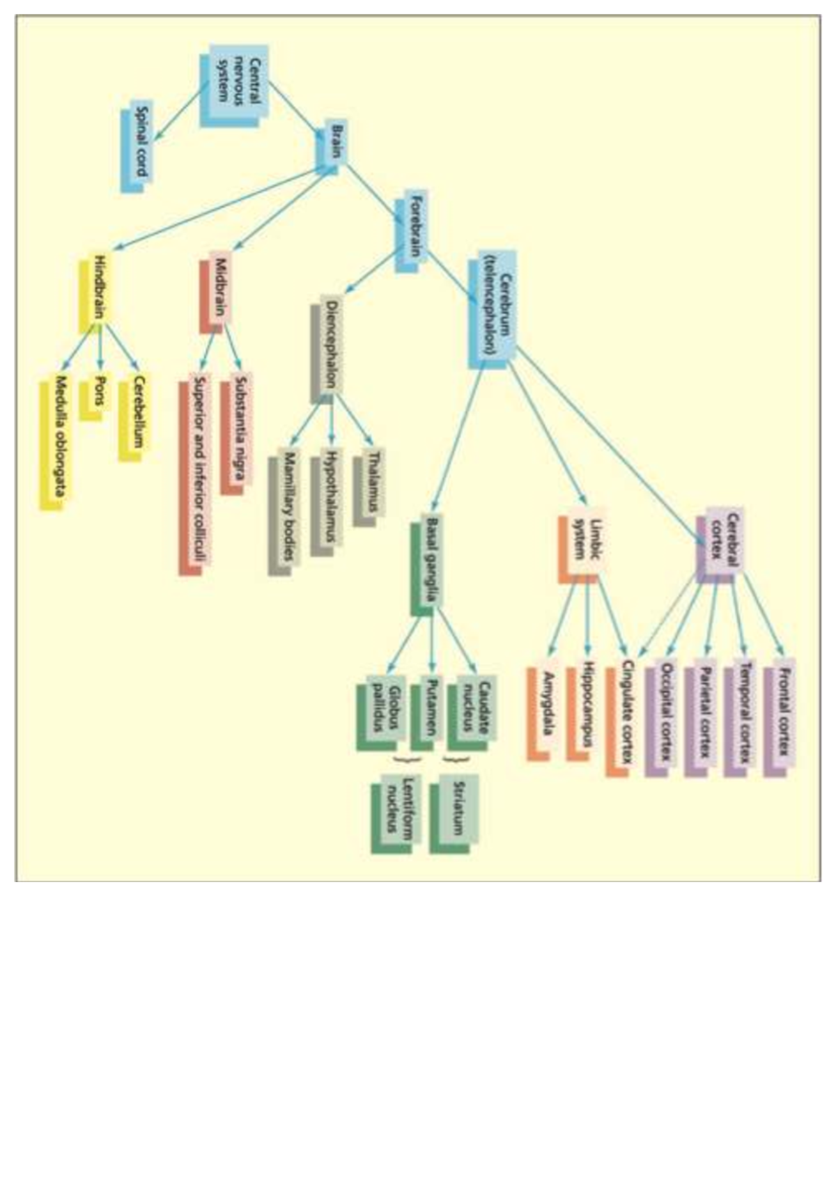 BBB - Essential Mind Maps of Brain Structures and Functions - Studeersnel