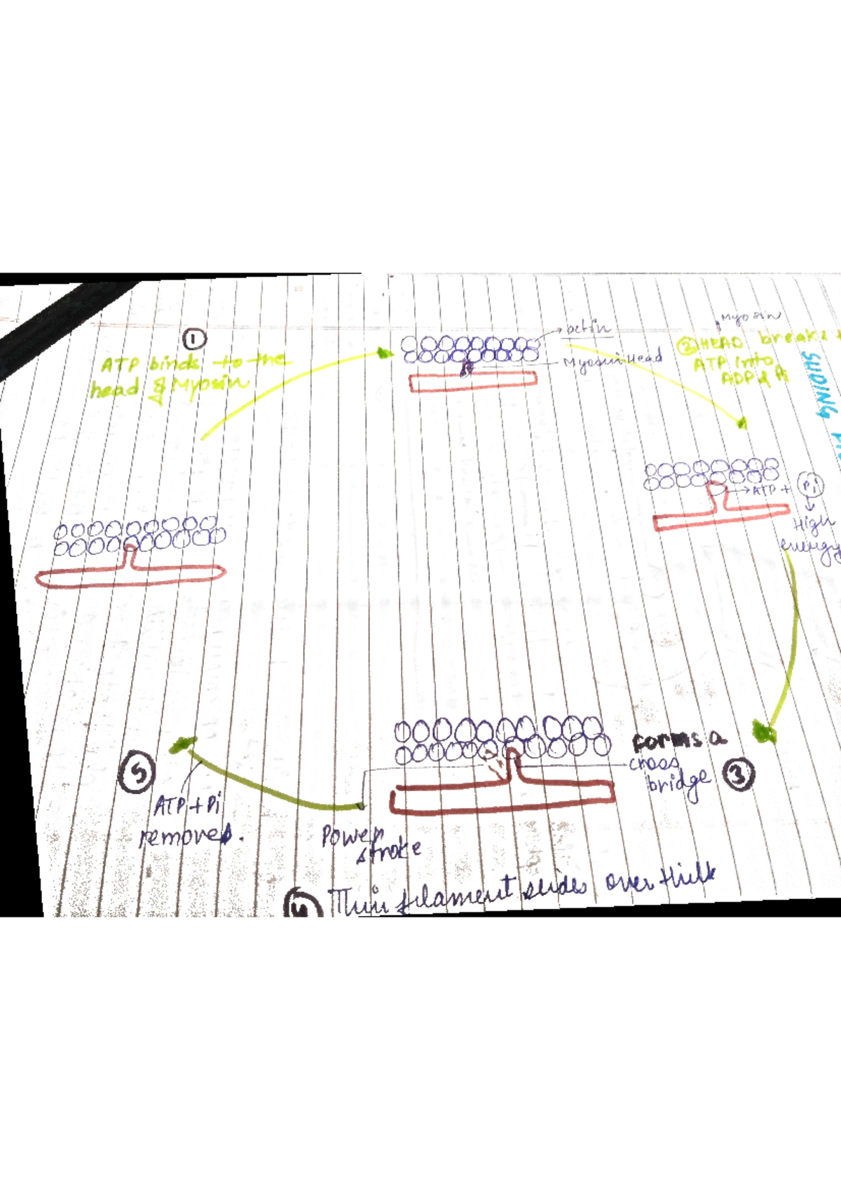 Sliding filament throry - HLTH 158 - myosin actin I SHEAD breaki ATP ...