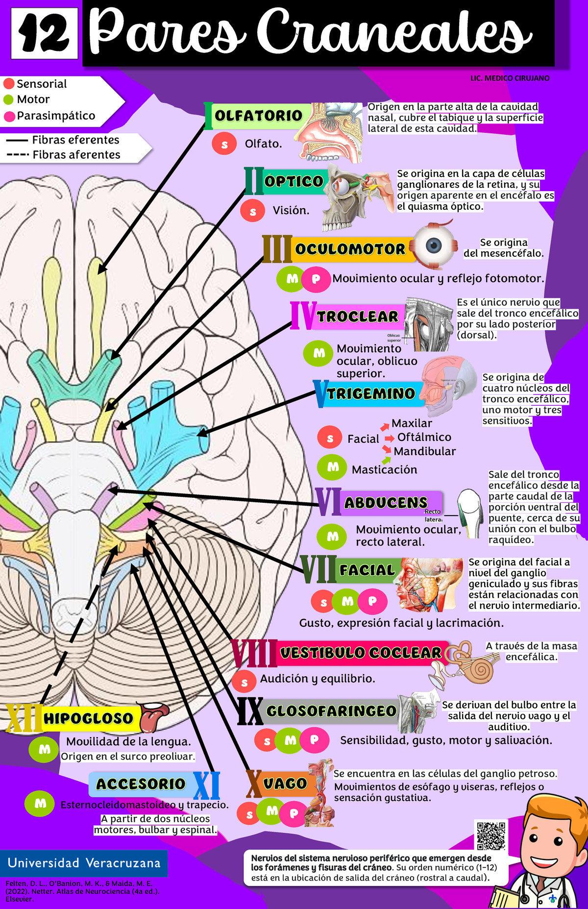 Tabla De Funciones De Los Nervios Craneales