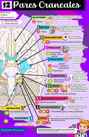 Material docente Pares Craneales - GUÍA BASICA DE ANATOMÍA, FISIOLOGÍA Y VALORACIÓN DE LOS ...