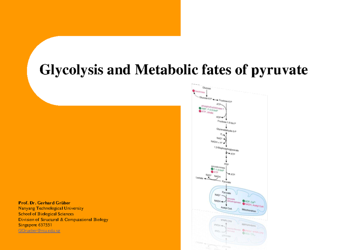 Lecture 2 Slides: Glycolysis & Pyruvate Metabolism Insights - Studocu