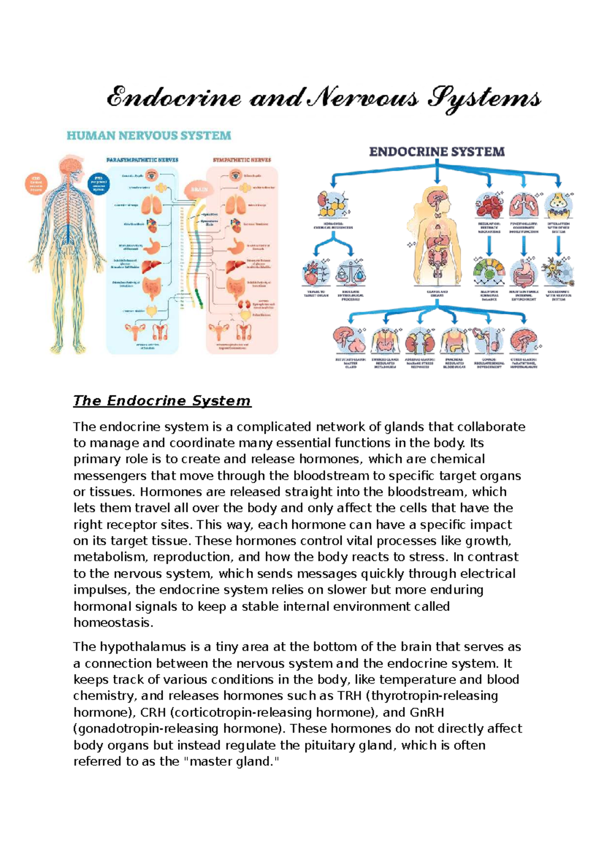 Endocrine System Overview: Hormones and Functions (BIO 101) - Studocu