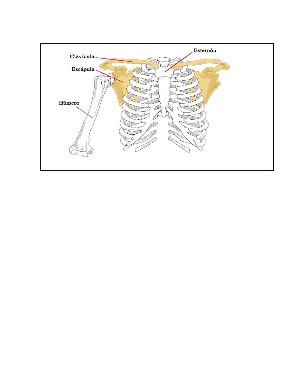 Cintura escapular - HUESOS SUPERIORES - anatomia y morfofisiologia ...
